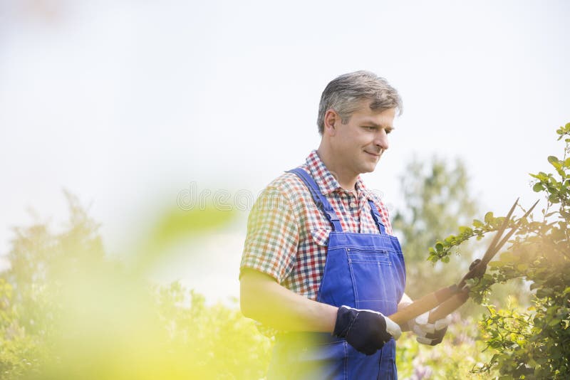 Gardener Cutting Tree Branches at Plant Nursery Stock Photo - Image of ...