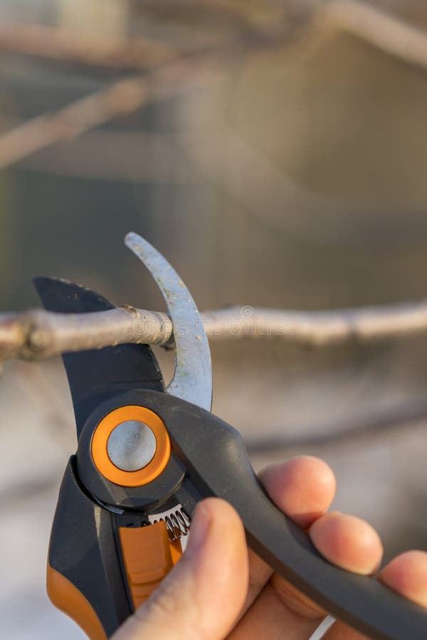 A Gardener is Cutting the Tree in Springtime. Pruning with Pruning ...