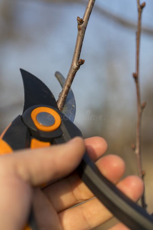 A Gardener is Cutting the Tree in Springtime. Pruning with Pruning ...
