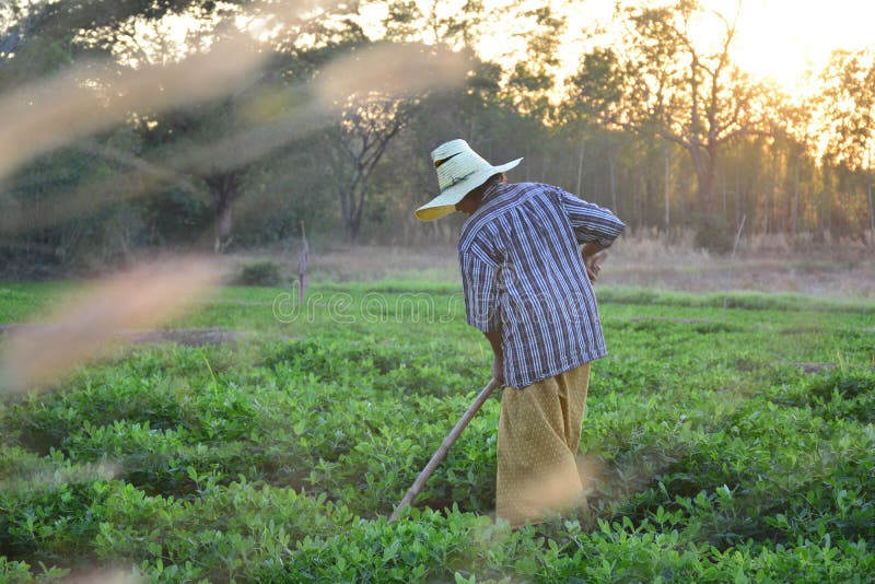 Gardener Dig the Ground for Farming at the Morning Editorial Stock ...