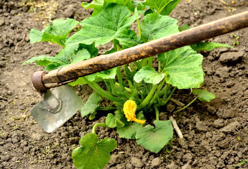 Gardener Digging Blooming Pumpkin Field Stock Image - Image of ...