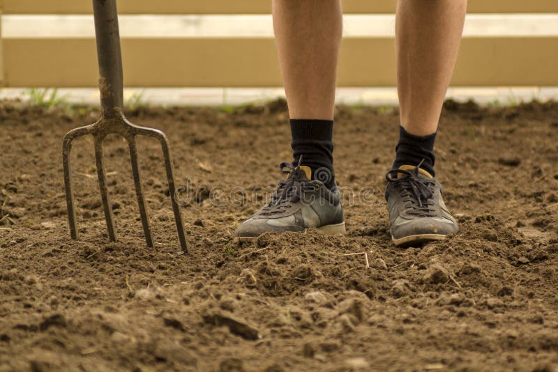 Gardener Digging with Fork in the Garden. Soil Preparing for Planting ...