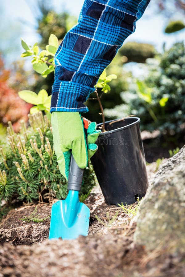 Gardener Digging with a Shovel. Stock Photo - Image of picking, natural ...