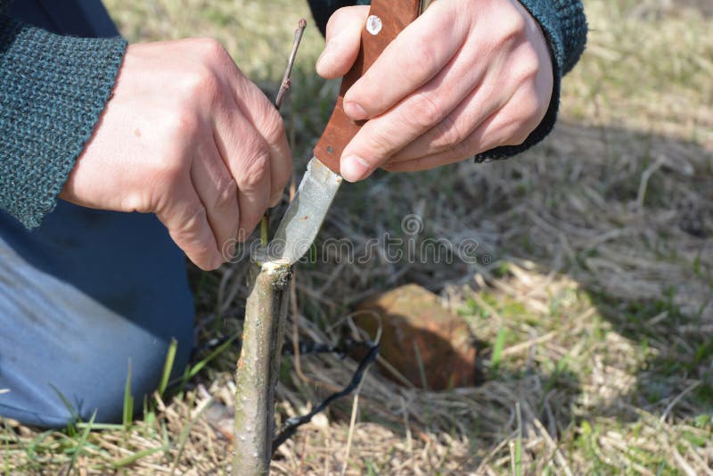 Gardener Grafting and Budding Fruit Tree Stock Photo - Image of garden ...