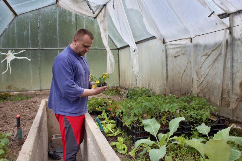 Gardener in a greenhouse stock image. Image of earth - 40375357