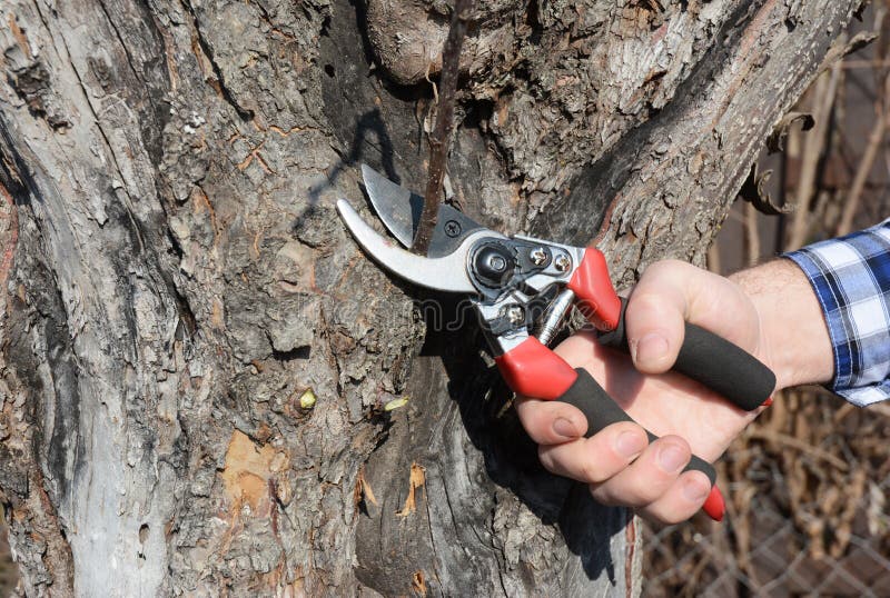 Gardener Hand Cut Tree Branch with Bypass Secateurs, Pruning in Spring ...