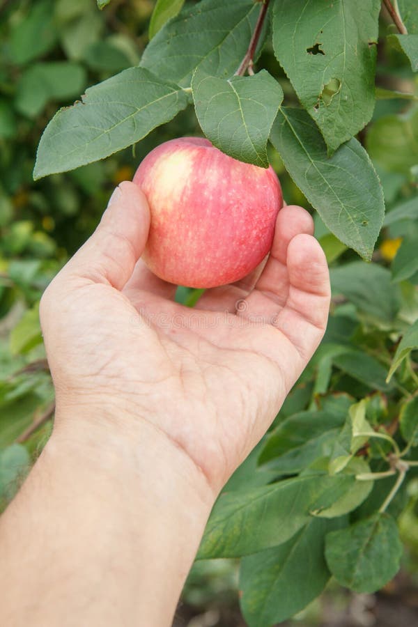 Gardener Hand Picking Apple. Hand Reaches for the Apples on the Tree ...