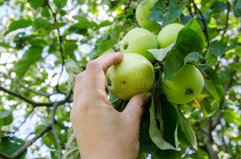Gardener Hand Picking Green Apple. Hand Reaches for the Apples on the ...