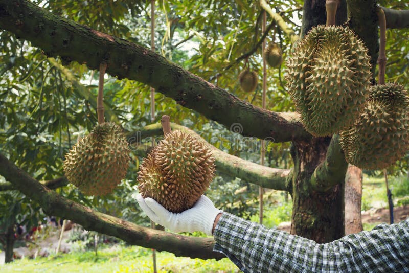 Gardener Harvesting Durian Fruit. Stock Image - Image of food, thailand ...