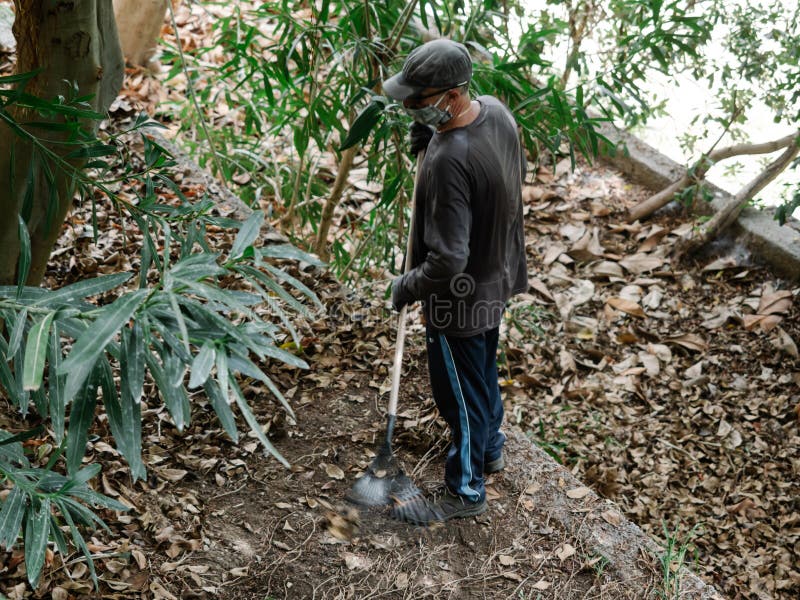Gardener with Hat, Mask and Glasses Does His Job with a Rake between ...