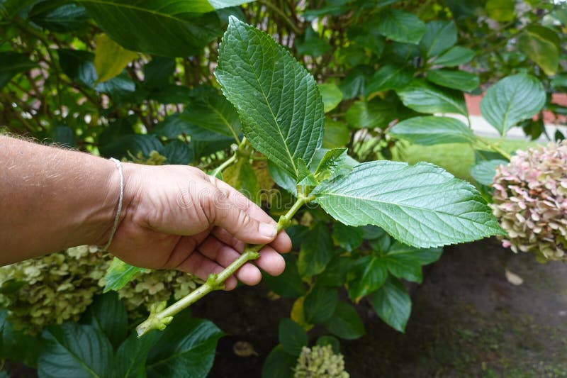 Gardener Holding Hydrangea Stem for Propagation Stock Photo - Image of ...