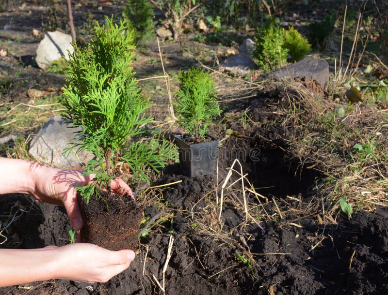 Gardener Holding Small Thuja and Planting from Pot in Open Ground Stock ...