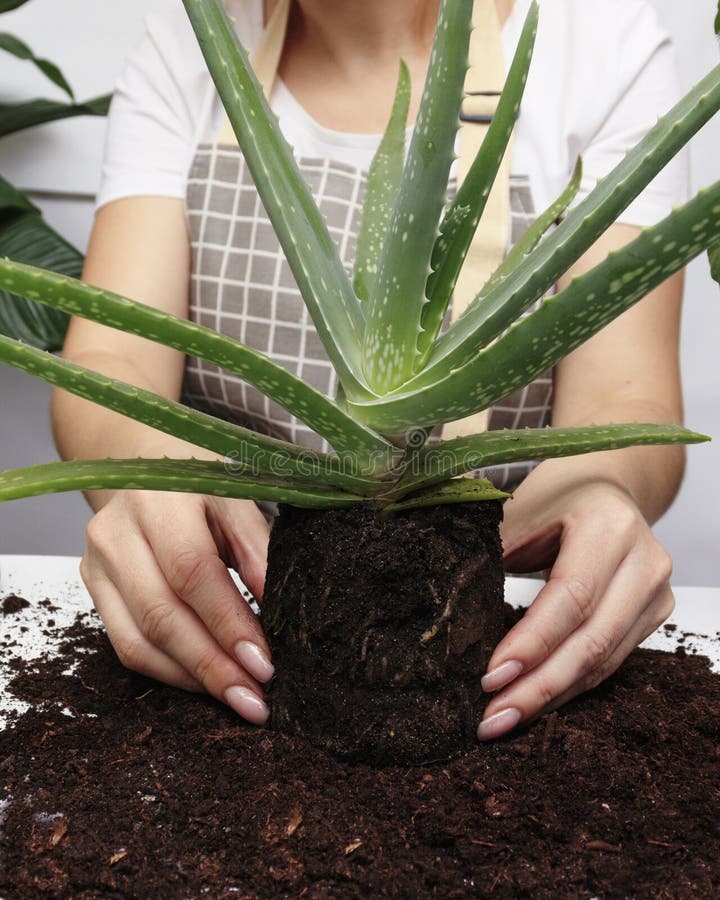 The Gardener Inspects the Root System of the Plant. Checking the Roots ...