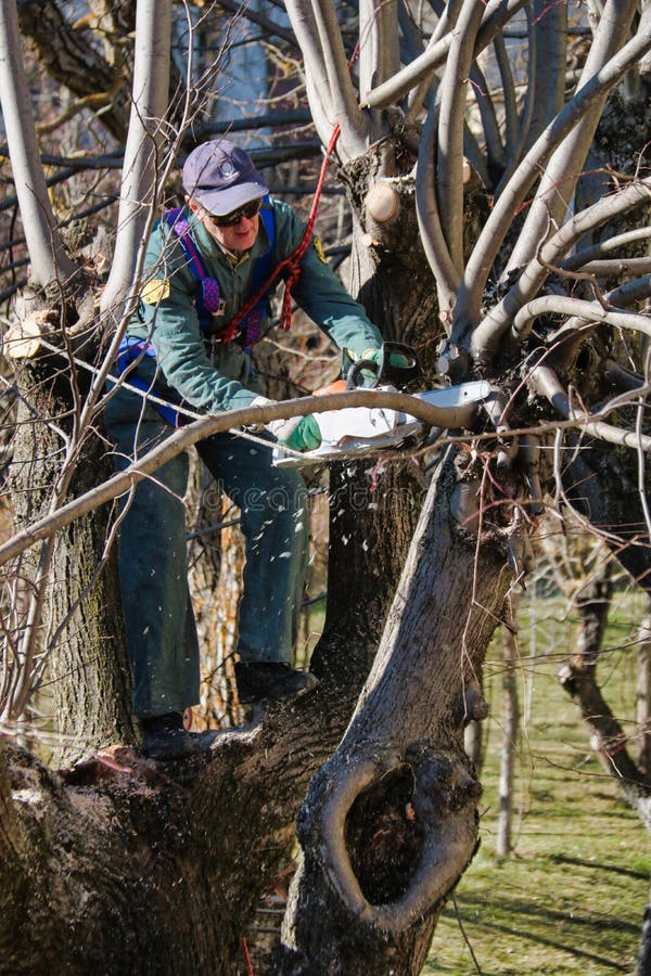 Gardener on a Large Lime Tree Pruning Stock Photo - Image of growth ...