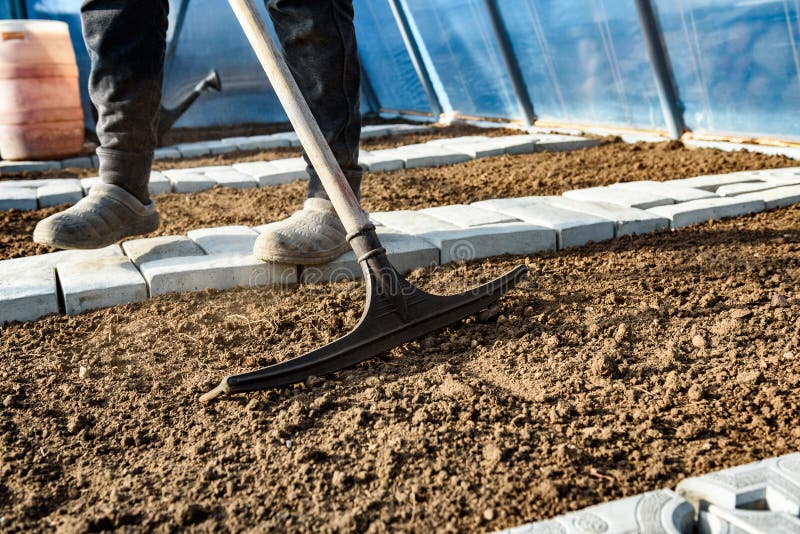 Gardener Leveling Soil with Rake for Spring Planting of Vegetables ...