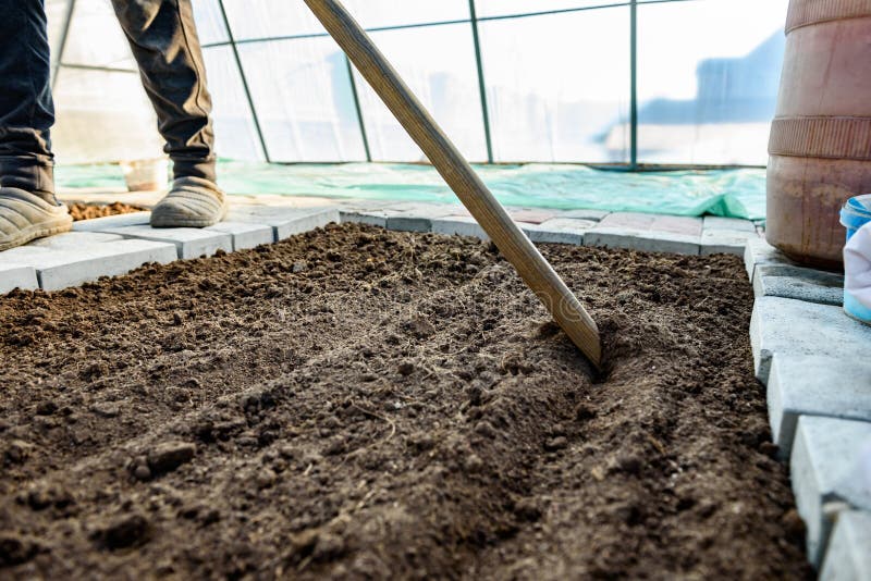 Gardener Leveling Soil with Rake for Spring Planting of Vegetables ...