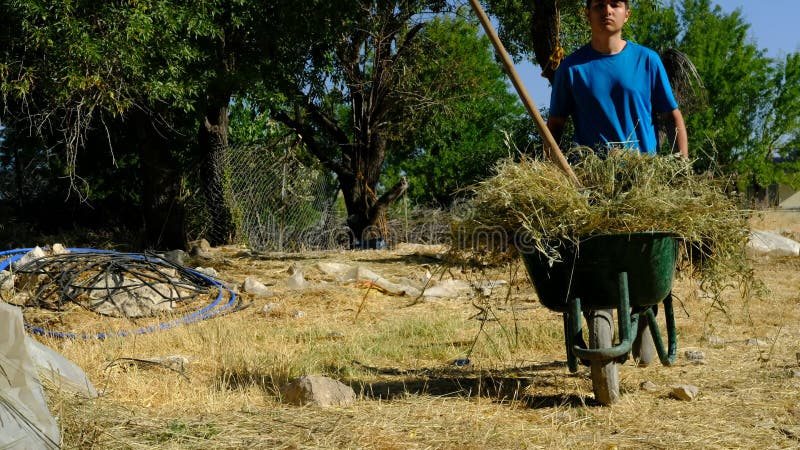 Gardener Loading Weed into Wheelbarrow Stock Footage - Video of ...