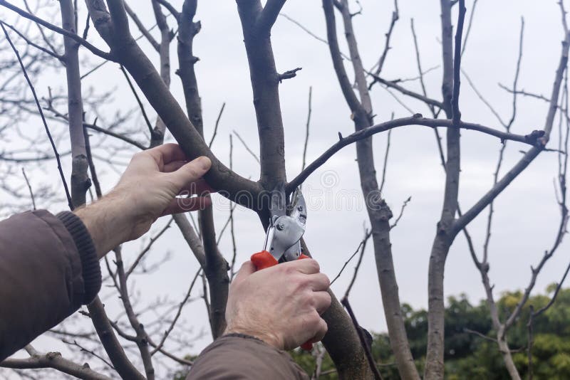 Gardener Makes the Winter Pruning with Big Scissors Stock Image - Image ...
