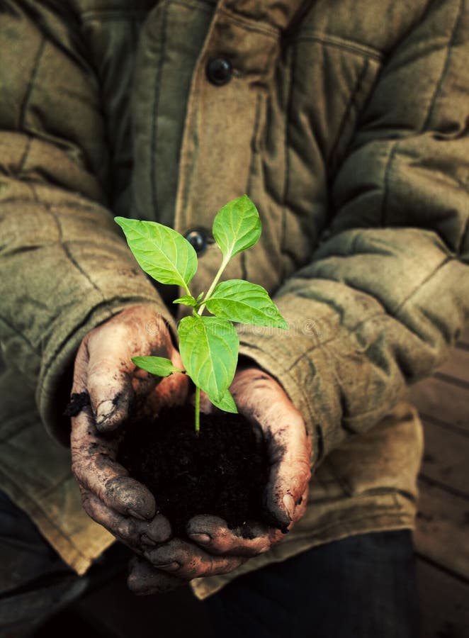 Green Sapling Of Apple Tree Stock Photo - Image of leaf, growth: 22206898