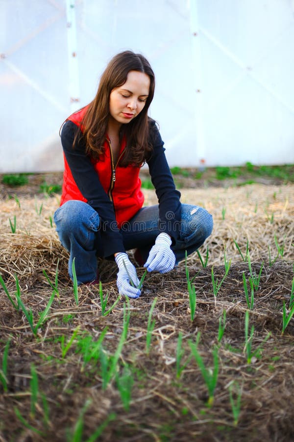 Gardener. stock image. Image of leisure, work, vegetable - 53792231