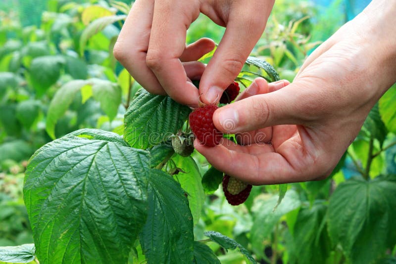 A Gardener Picking a Raspberry Stock Photo - Image of fruit, bush ...