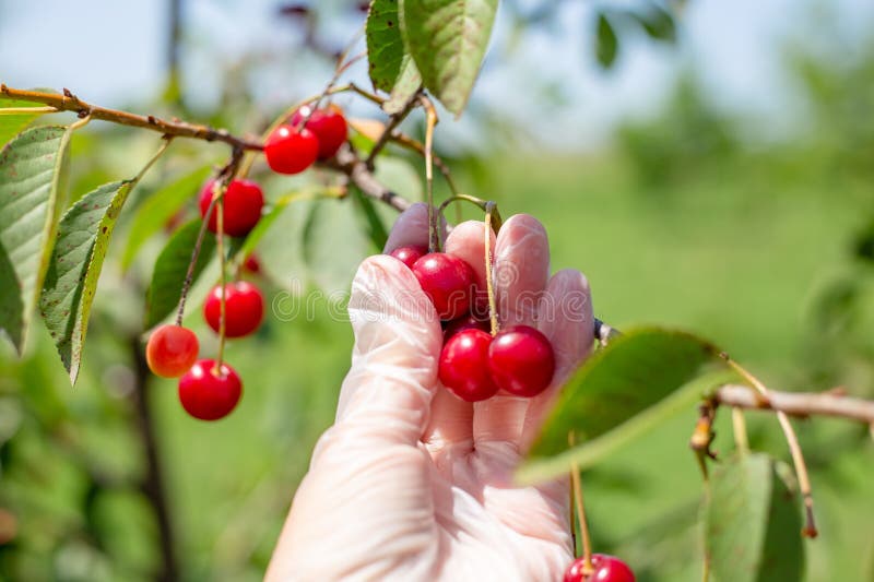 The Gardener Picks a Ripe Red Cherry from a Tree and Puts it in a ...