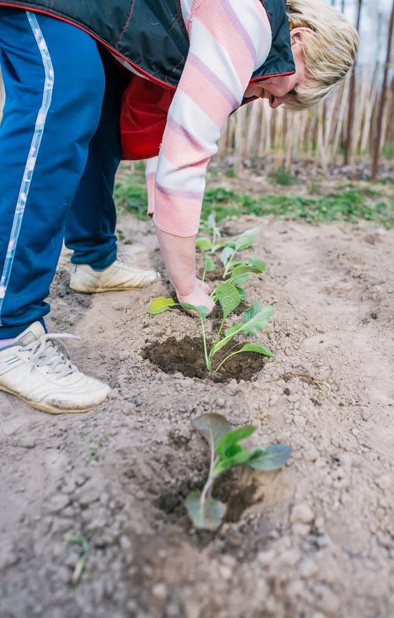 Gardener Planting a Cabbage Seedling in the Vegetable Garden. Vertical ...