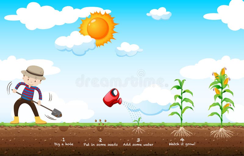 Planting corn stock vector. Illustration of cultivated - 43470718