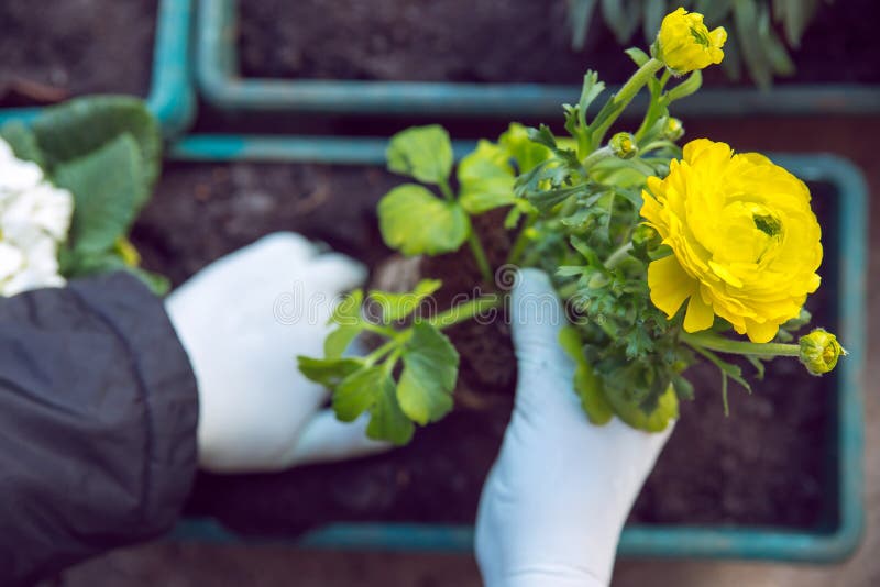 Gardener Planting the Flowers in Spring. Stock Image - Image of petals ...