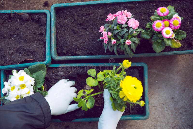 Gardener Planting the Flowers in Spring. Stock Photo - Image of person ...