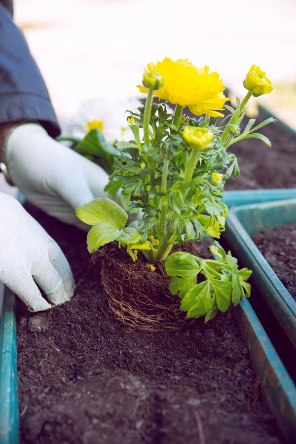 Gardener Planting the Flowers in Spring. Stock Photo - Image of petals ...