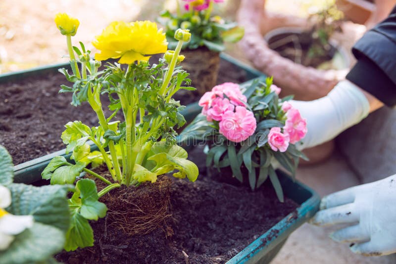 Gardener Planting the Flowers in Spring. Stock Image - Image of ...