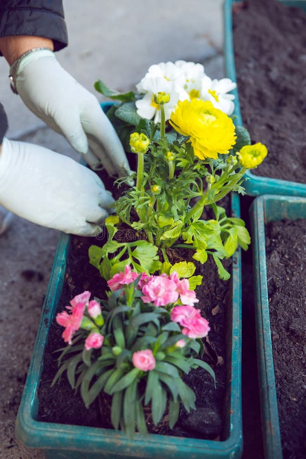 Gardener Planting the Flowers in Spring. Stock Photo - Image of garden ...