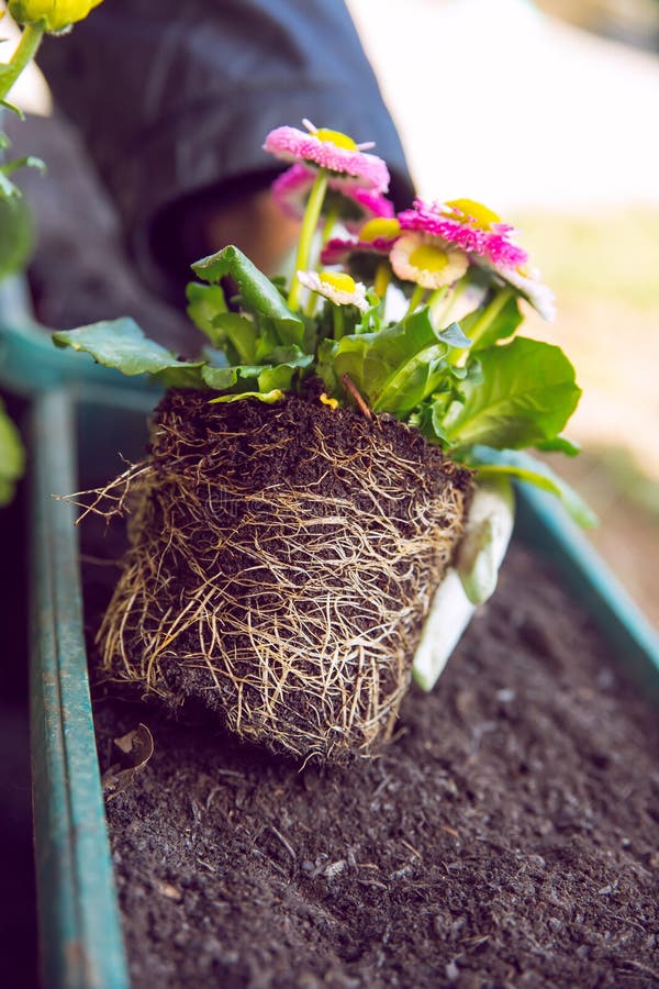 Gardener Planting the Flowers in Spring. Stock Image - Image of ...