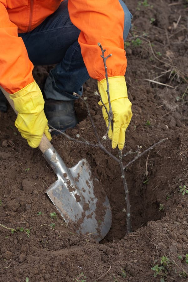 Planting a tree stock photo. Image of gardening, spring - 24414206