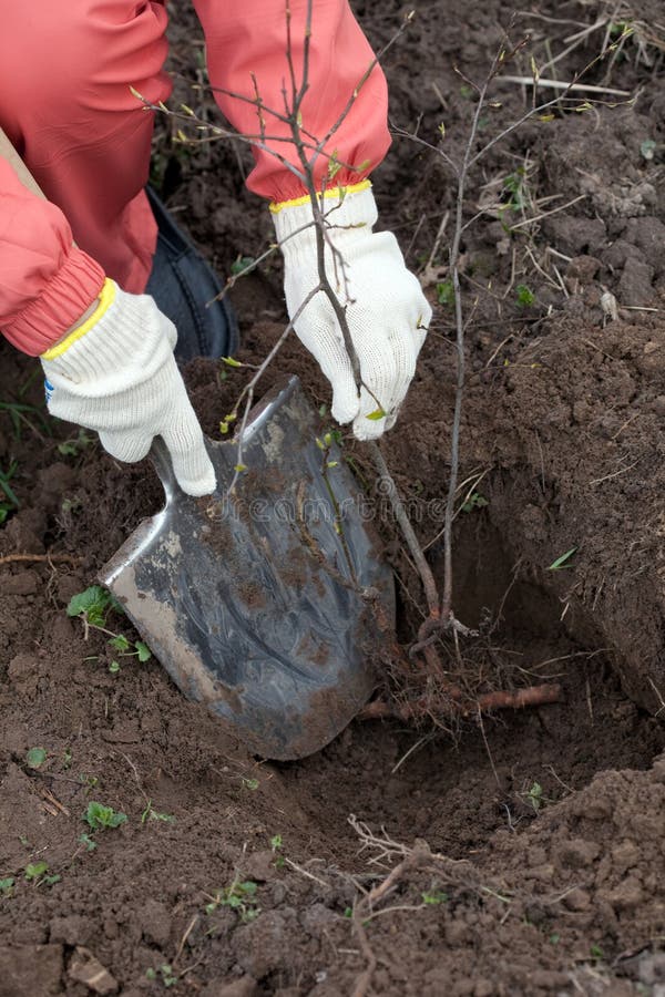 Planting sapling tree stock photo. Image of hard, cultivable - 10235282
