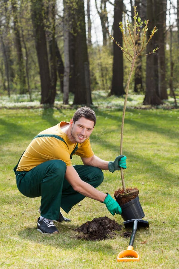 Pretty Gardener Woman Planting Apple Tree Stock Image - Image of ...