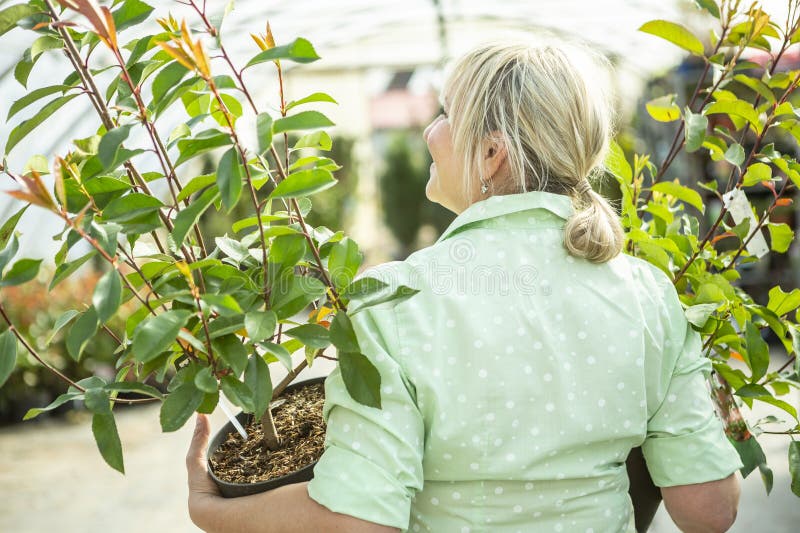 Gardener with plants stock photo. Image of care, garden - 275647696