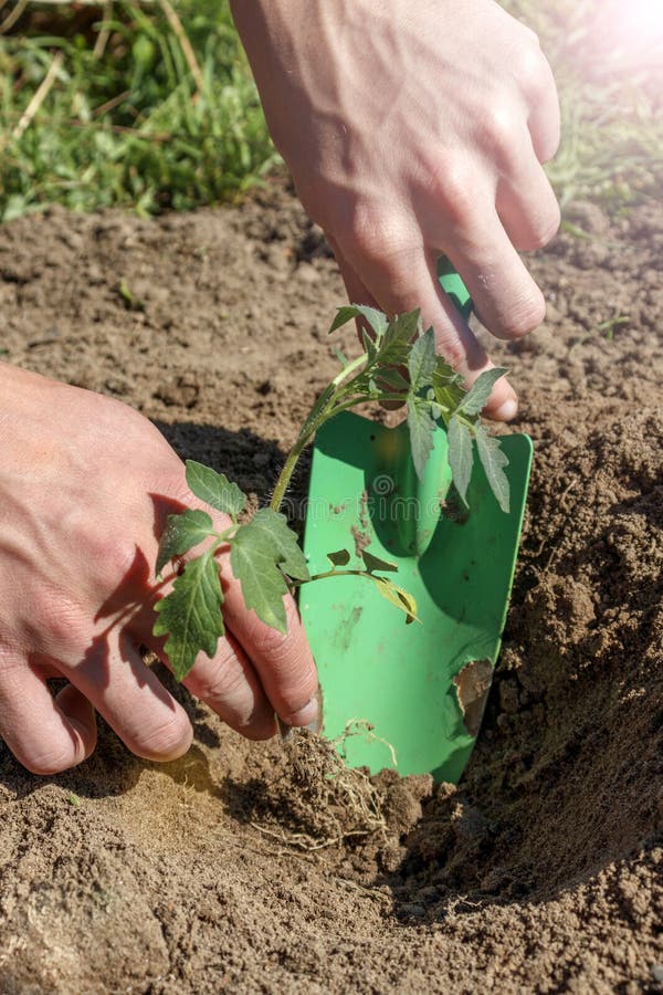 The Gardener Plants Young Tomato Seedlings in Open Ground with a ...