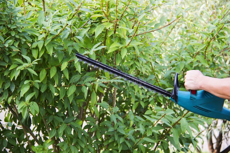Gardener with a Professional Garden Tools at Work. Planting of Greenery ...