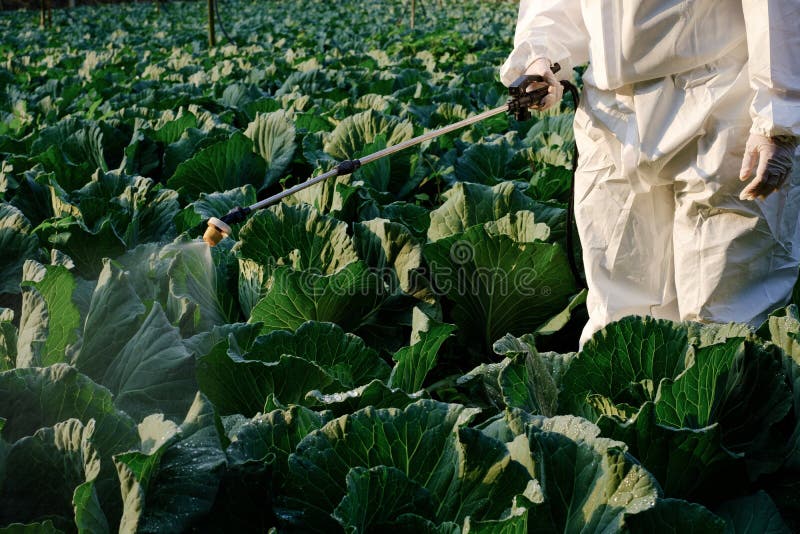 Sprayer Spray Insecticide and Chemistry on Cabbage Vegetable Stock ...