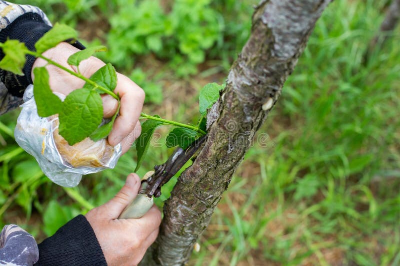 A Gardener Prunes a Tree with Pruning Shears on a Spring Day. Sanitary ...