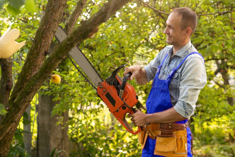 The Gardener Prunes the Trees Stock Image - Image of hand, pruning ...