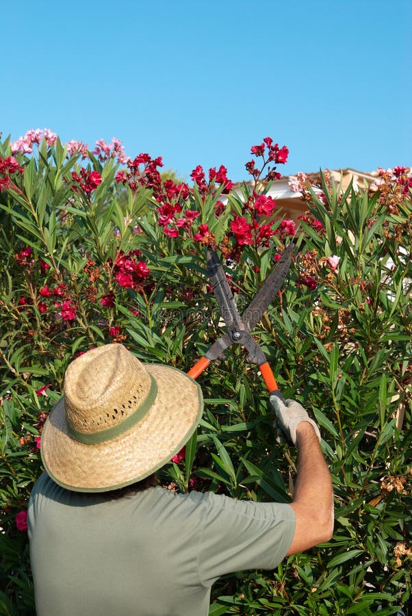 Gardener pruning stock photo. Image of agricultural, foilage - 15310396