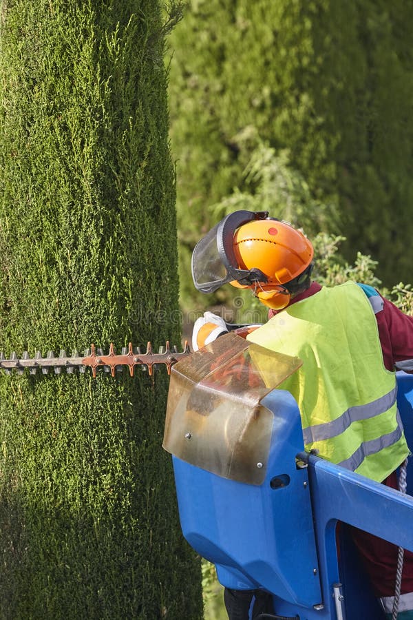 Gardener Pruning a Cypress with a Chainsaw and a Crane Stock Photo ...
