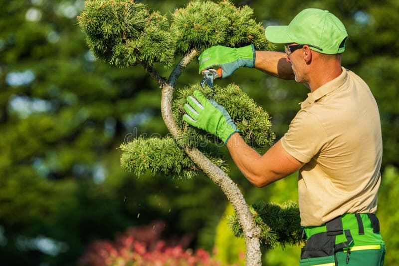 Gardener Pruning Decorative Trees Inside a Mature Garden Stock Image ...