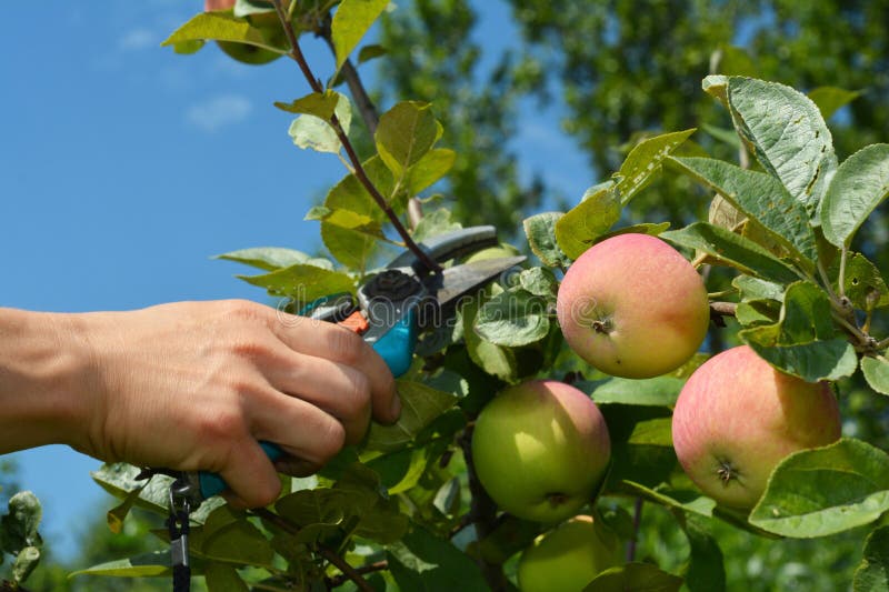 Gardener Pruning Fruit Apple Tree in Summer. Summer Apple Tree Pruning ...