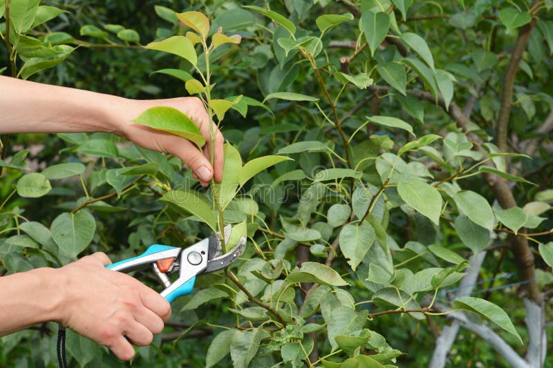 Gardener Pruning Fruit Pear Tree in Summer. Summer Fruit Tree Pruning ...