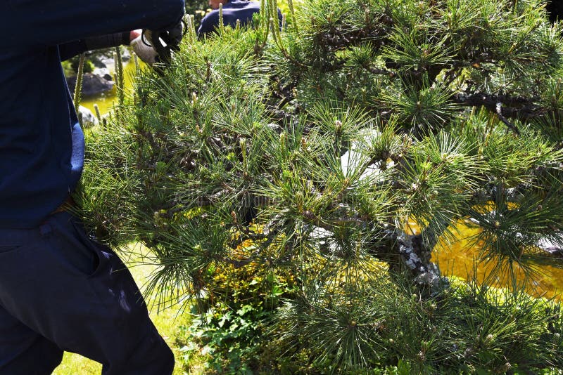 Pruning of a pine tree stock image. Image of care, pruners - 147873153