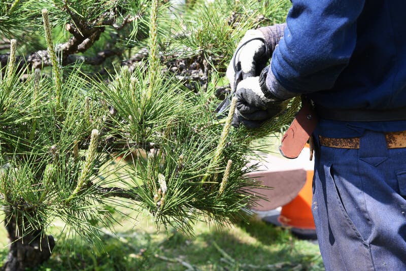 Pruning of a pine tree stock photo. Image of prune, shrub - 147873192